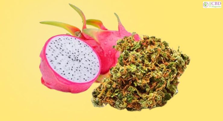 Dragon Fruit Strain [Full Review in 2022]