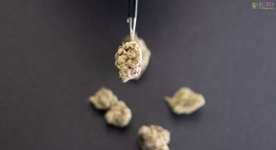 What Strain Is Princess Haze? - A Complete Review