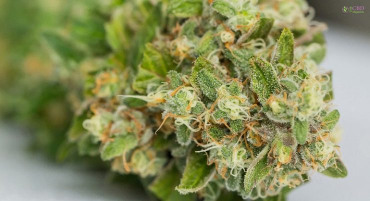 Edibles Dosing 101: Beginner's Guide To Cannabis-Infused Treats