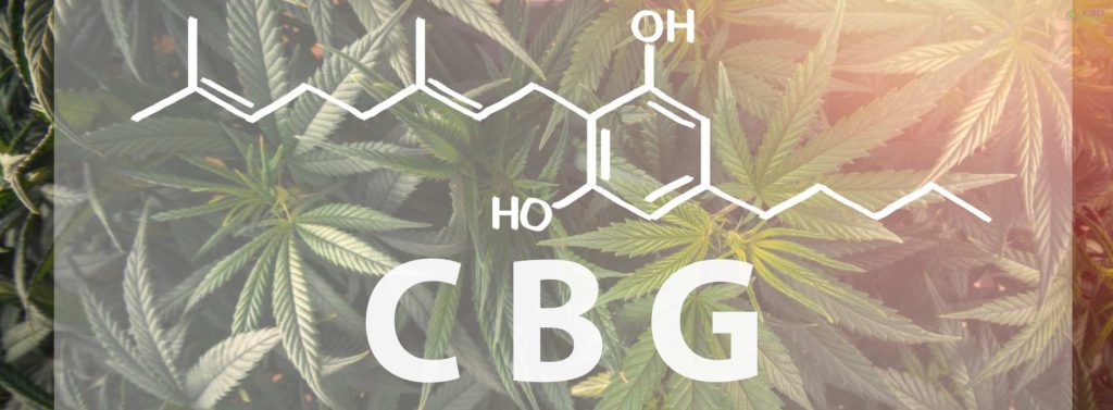 What Is CBG: The Cannabinoid Everyone Is Talking About