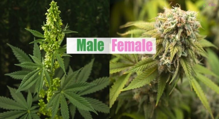 Male Vs Female Weed Plant - Gender Similarities And Differences