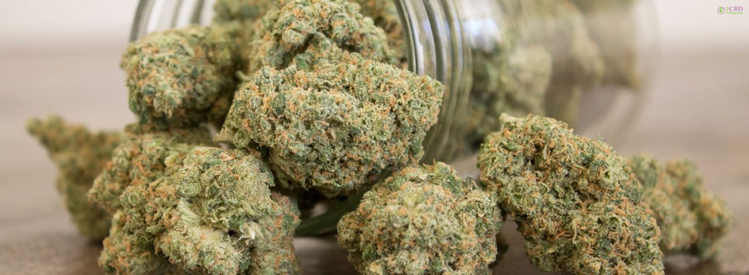 Gary Payton Strain: The New Favorite Of Cannabis Enthusiasts(?)