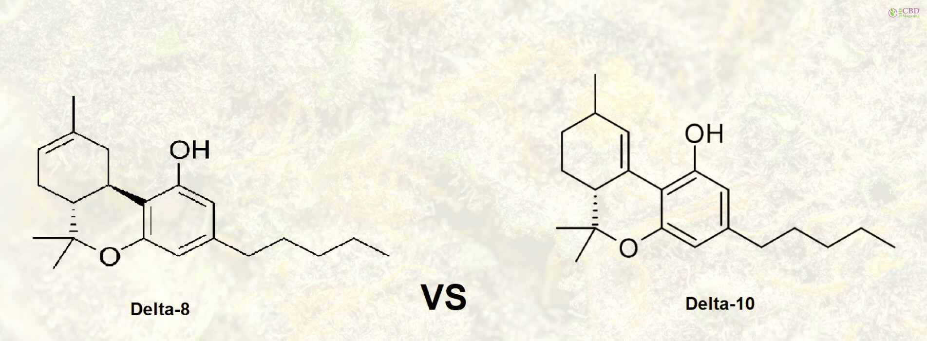 HIGHLY Anticipated Debate: Delta 10 vs Delta 8