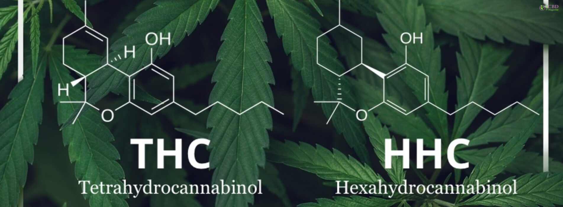 Know Your Ganja The Epic Thc Vs Hhc Debate