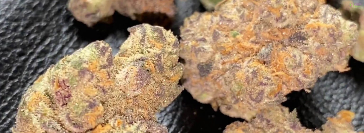 Know Your Mary Jane: Cheetah Piss Strain