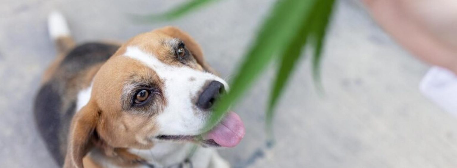 How Much THC Is Safe For Dogs? Here’s What You Need To Know About Your ...